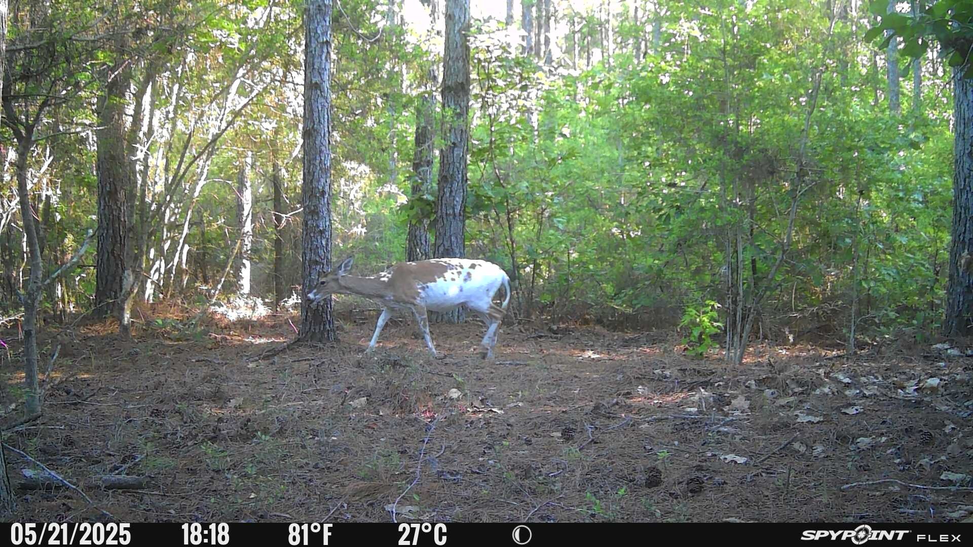 Texas Youth Hunter Harvests Rare Piebald Whitetail Doe in Southeast Texas